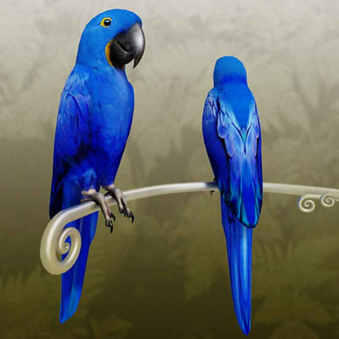 3ds max blue parrot birds