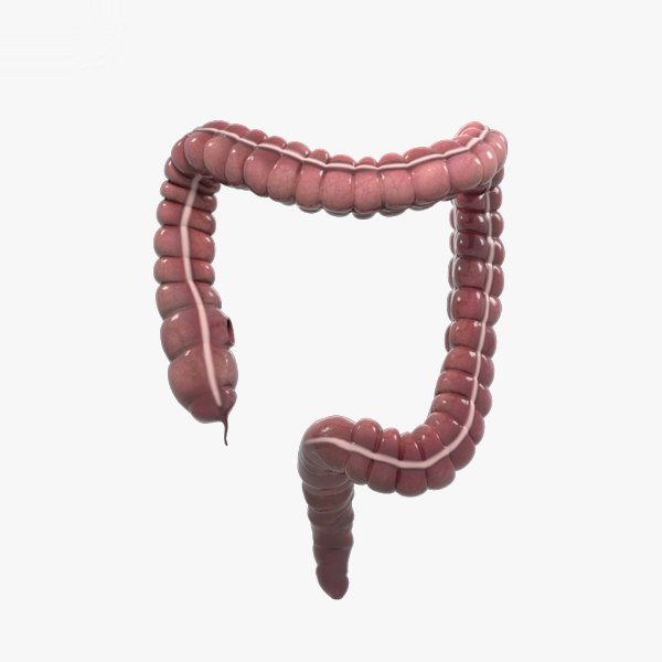 Large Intestine 3D Models for Download | TurboSquid