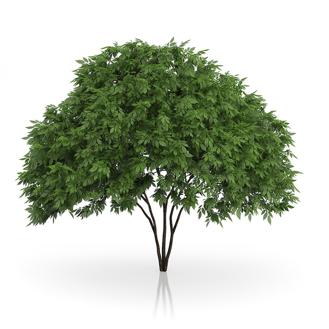 3d Trees Volume 54 V
