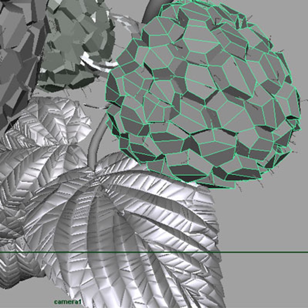 Berries Raspberries 3d Model