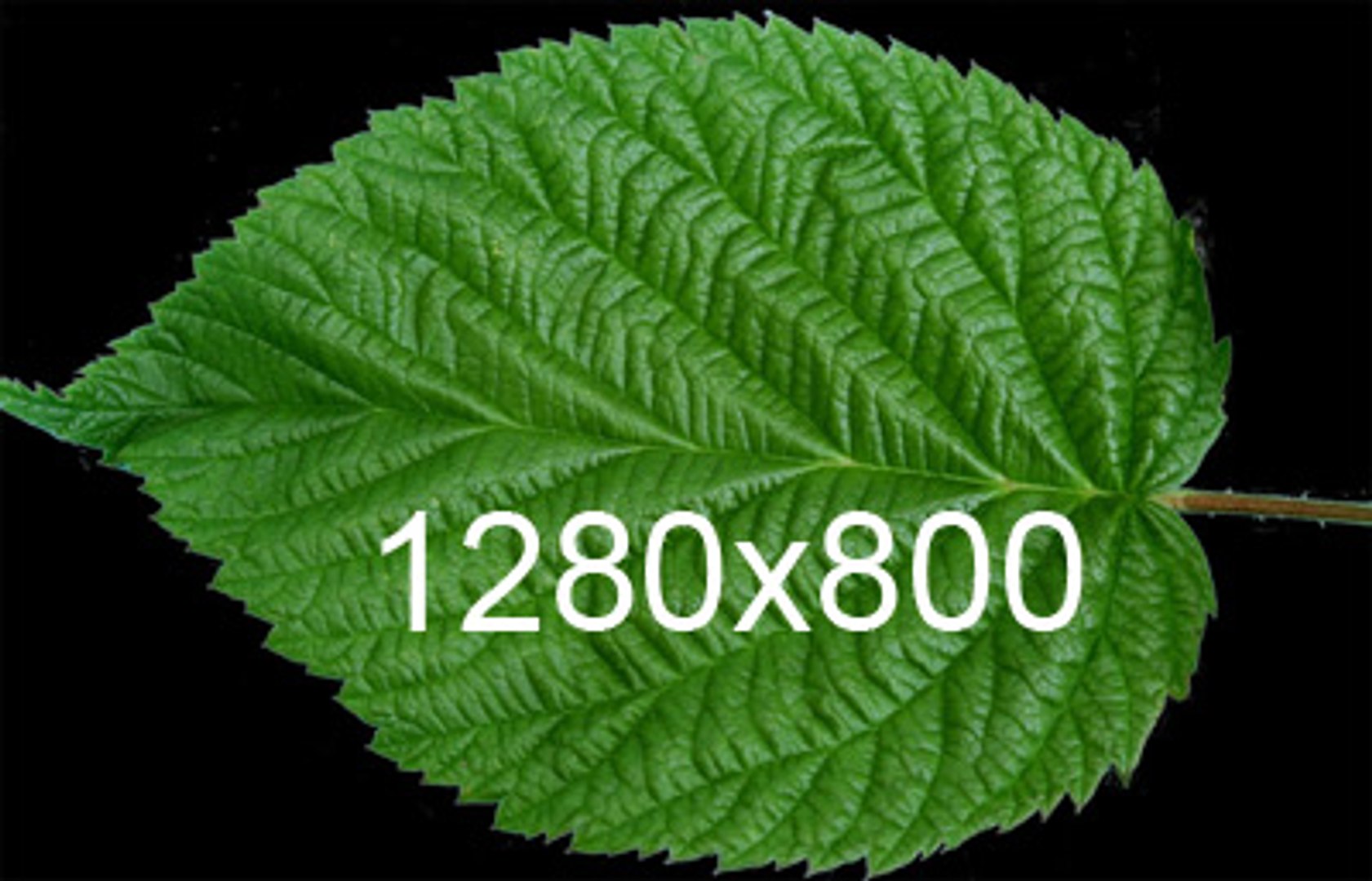 Berries Raspberries 3d Model