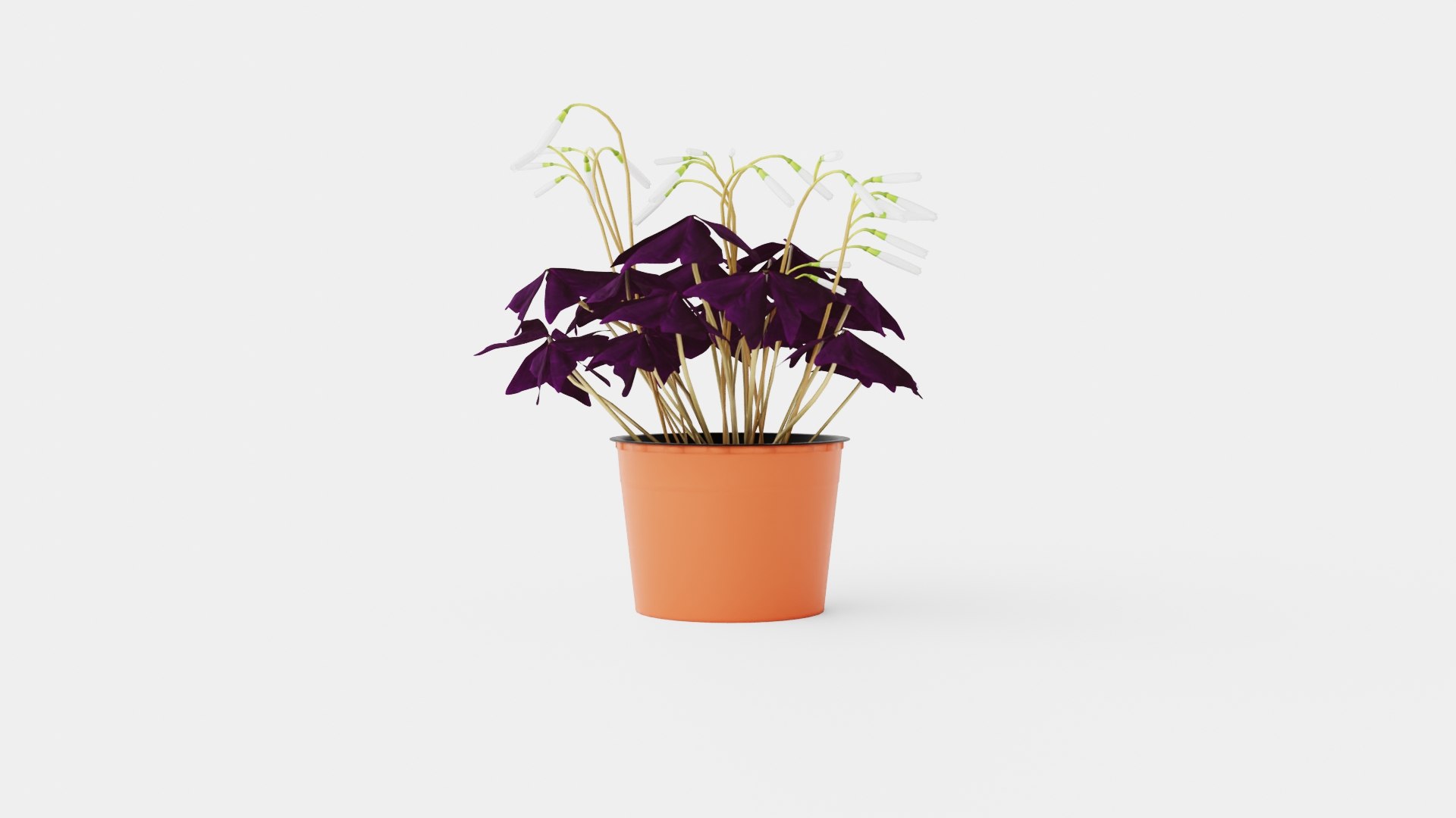 Oxalis Triangularis 3D - TurboSquid 2256237
