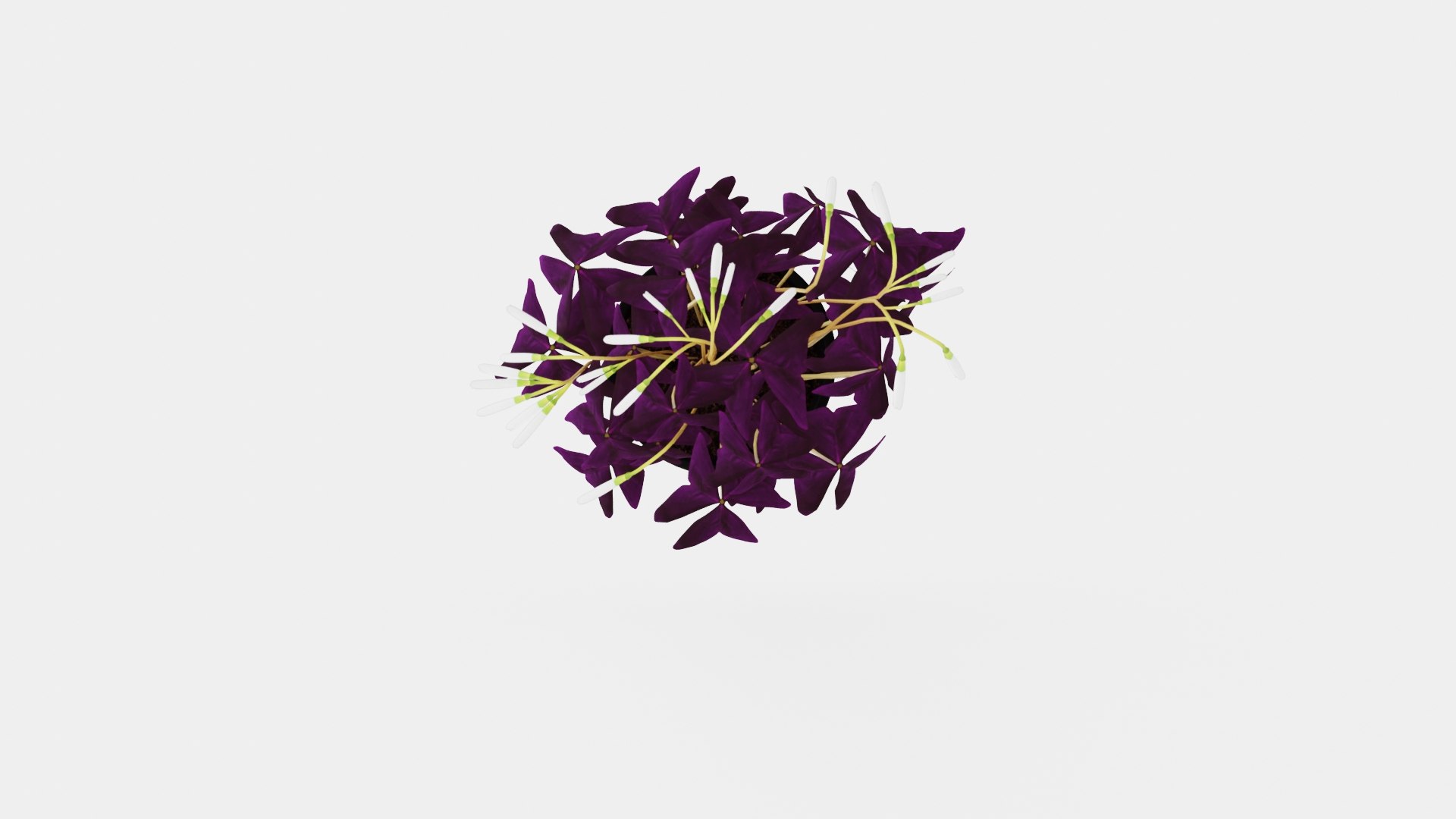Oxalis Triangularis 3d Turbosquid 2256237