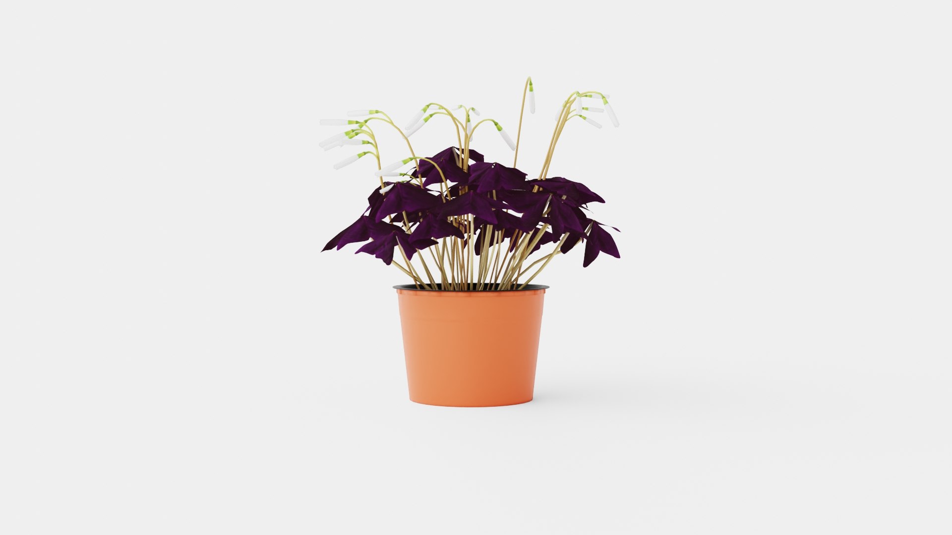 Oxalis Triangularis 3D - TurboSquid 2256237