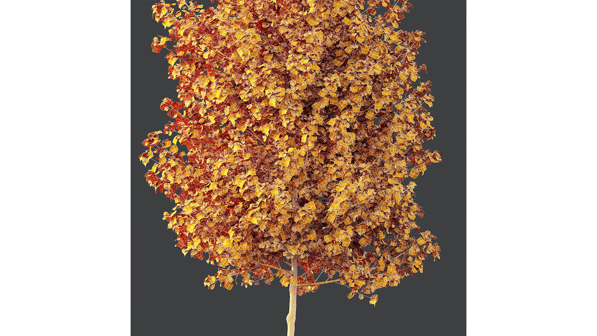Plants Acer X Freemanii Freeman Maple Sapindaceae Tree 3D - TurboSquid ...