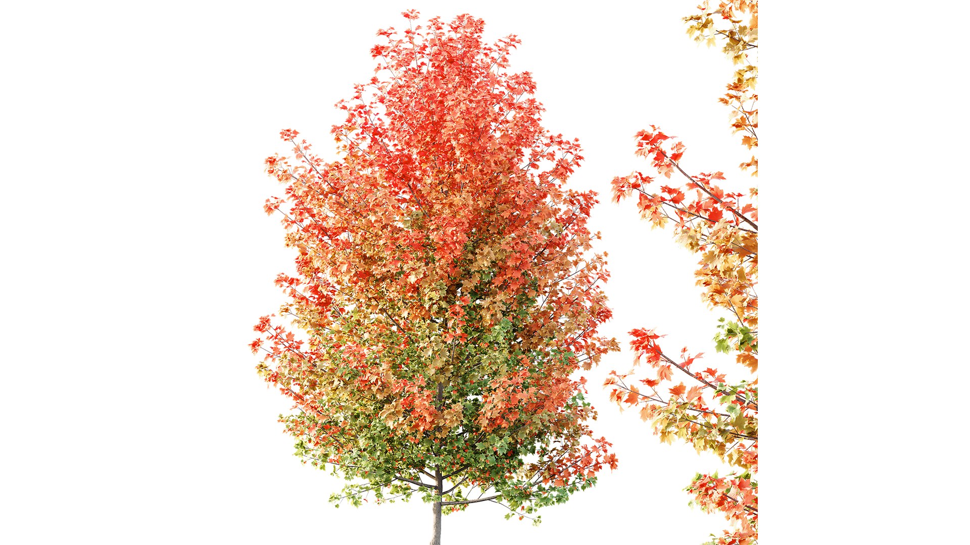 Plants Acer X Freemanii Freeman Maple Sapindaceae Tree 3D - TurboSquid ...