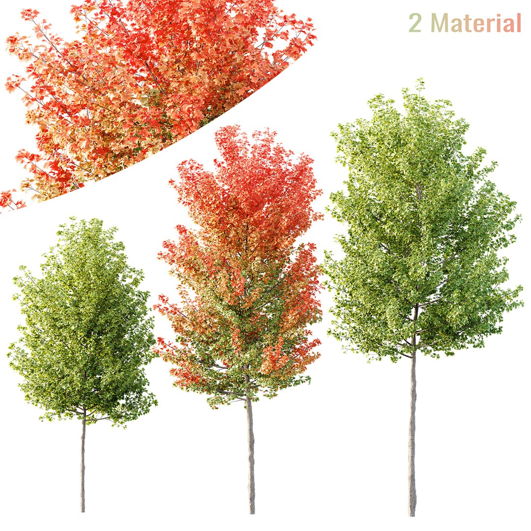 Plants Acer X Freemanii Freeman Maple Sapindaceae Tree 3D - TurboSquid ...