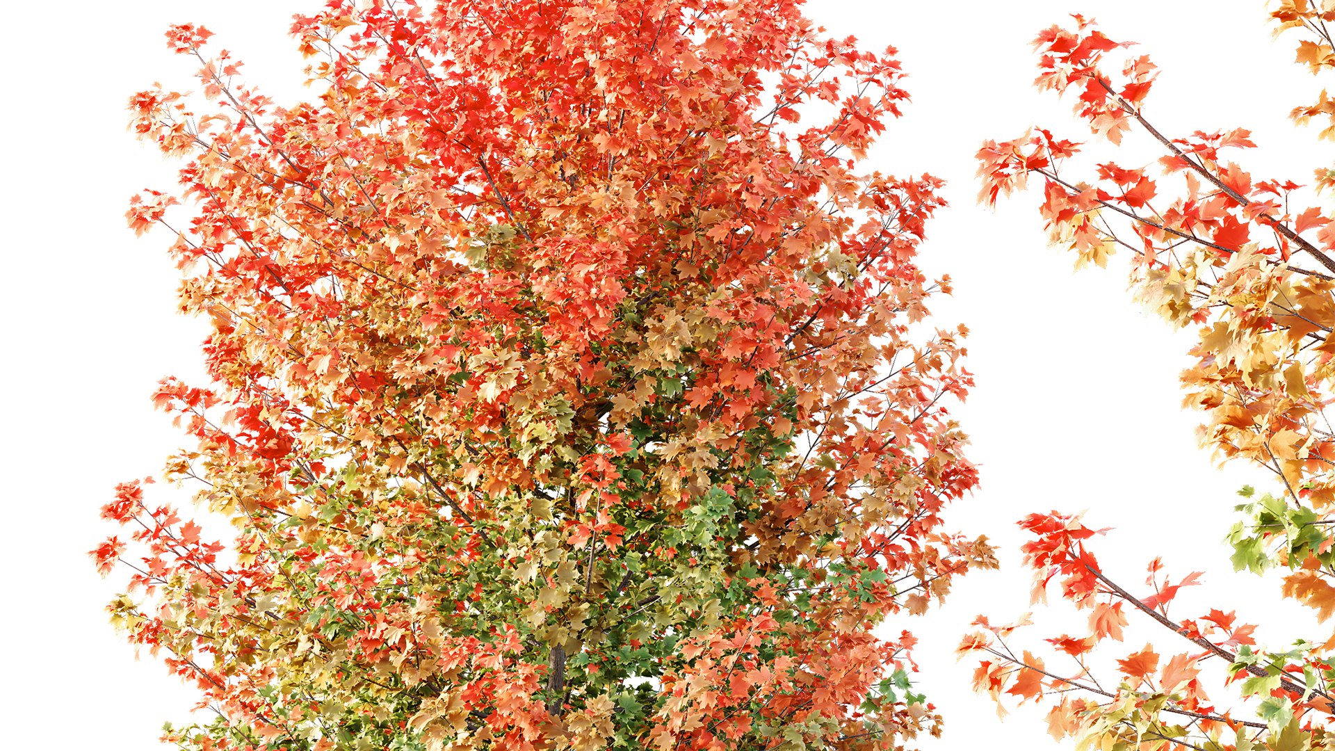 Plants Acer X Freemanii Freeman Maple Sapindaceae Tree 3D - TurboSquid ...