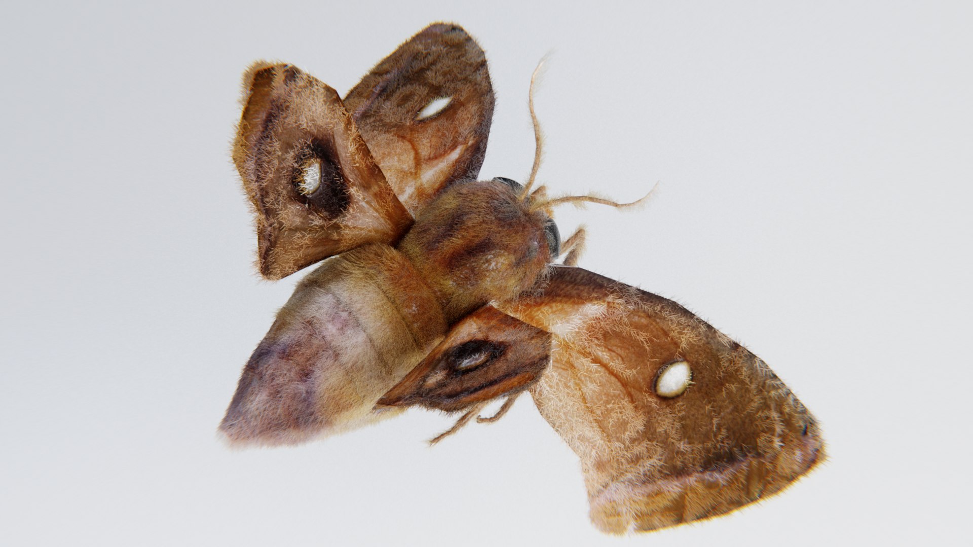 3D ANIMATED MOTH BUTTERFLY Model - TurboSquid 1911235