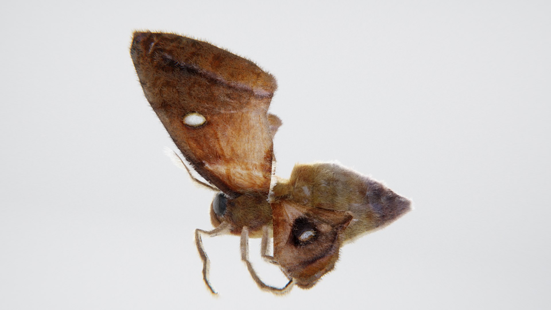 3D ANIMATED MOTH BUTTERFLY Model - TurboSquid 1911235