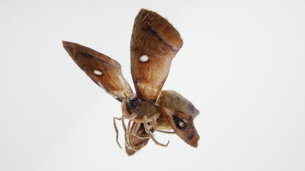 3D ANIMATED MOTH BUTTERFLY model - TurboSquid 1911235