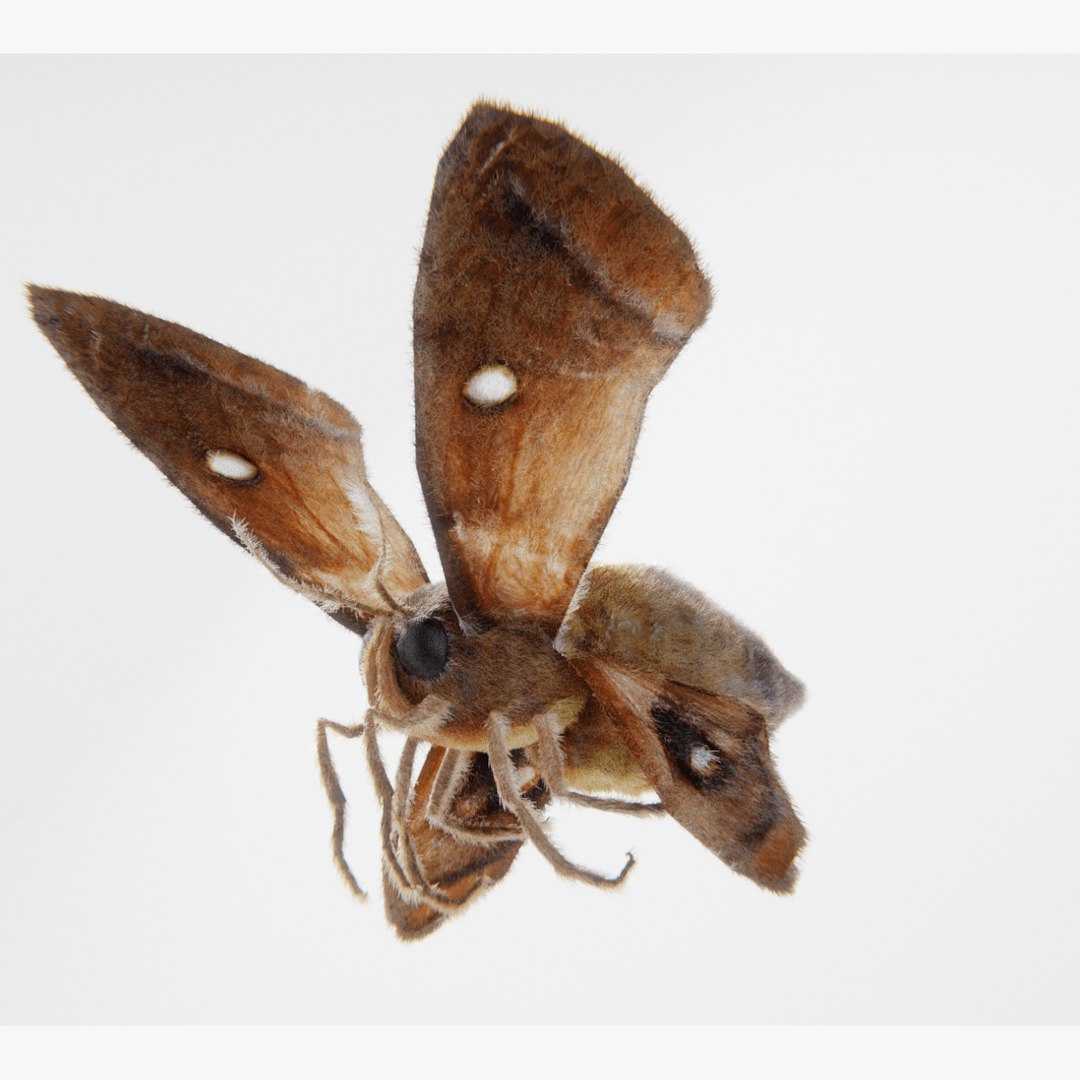 3D ANIMATED MOTH BUTTERFLY model - TurboSquid 1911235