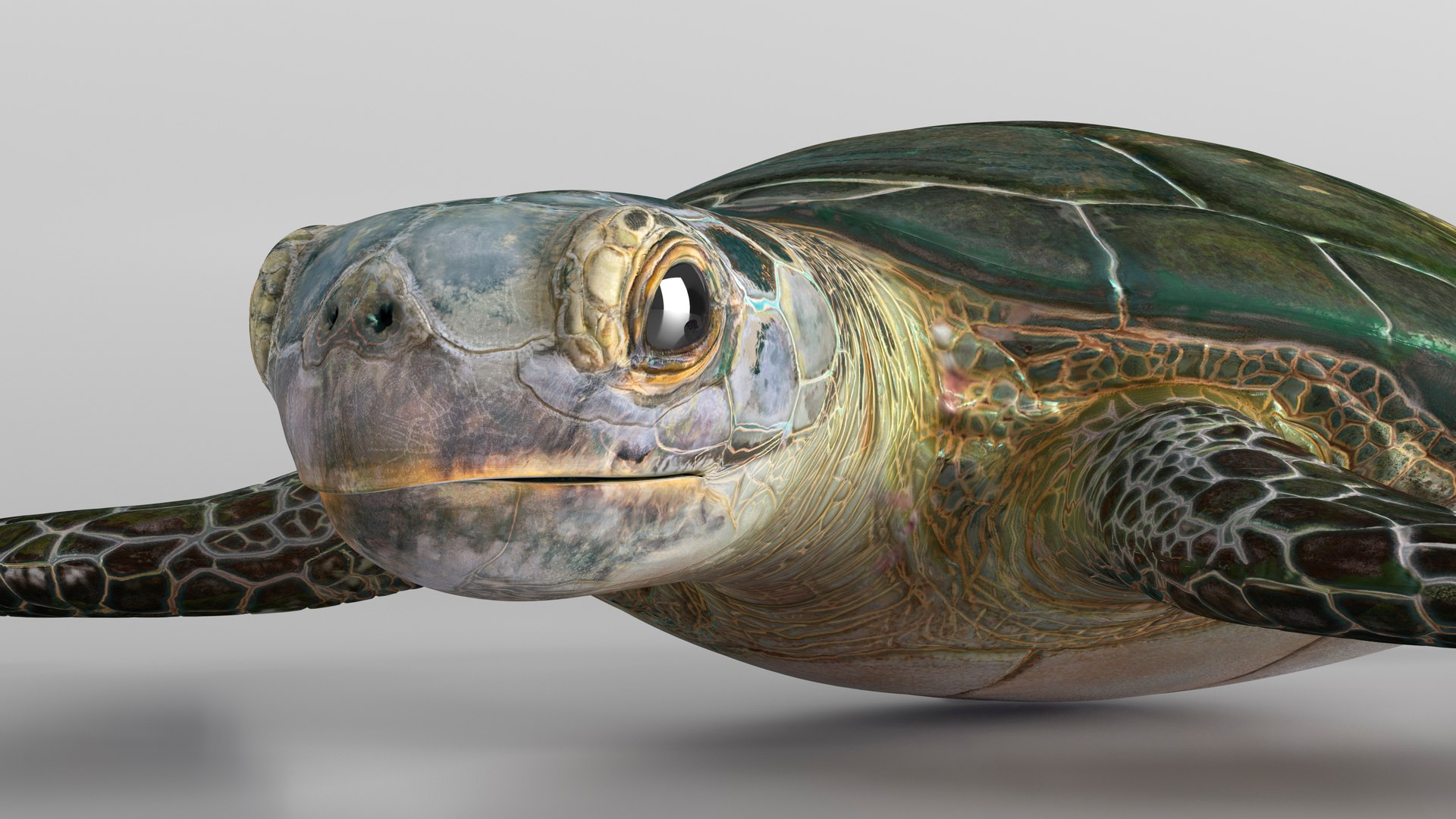 3D Sea Turtle With Baby Turtle Collection Model - TurboSquid 2298829