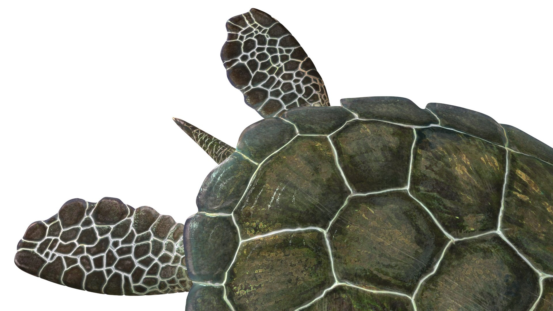 3D Sea Turtle With Baby Turtle Collection Model - TurboSquid 2298829