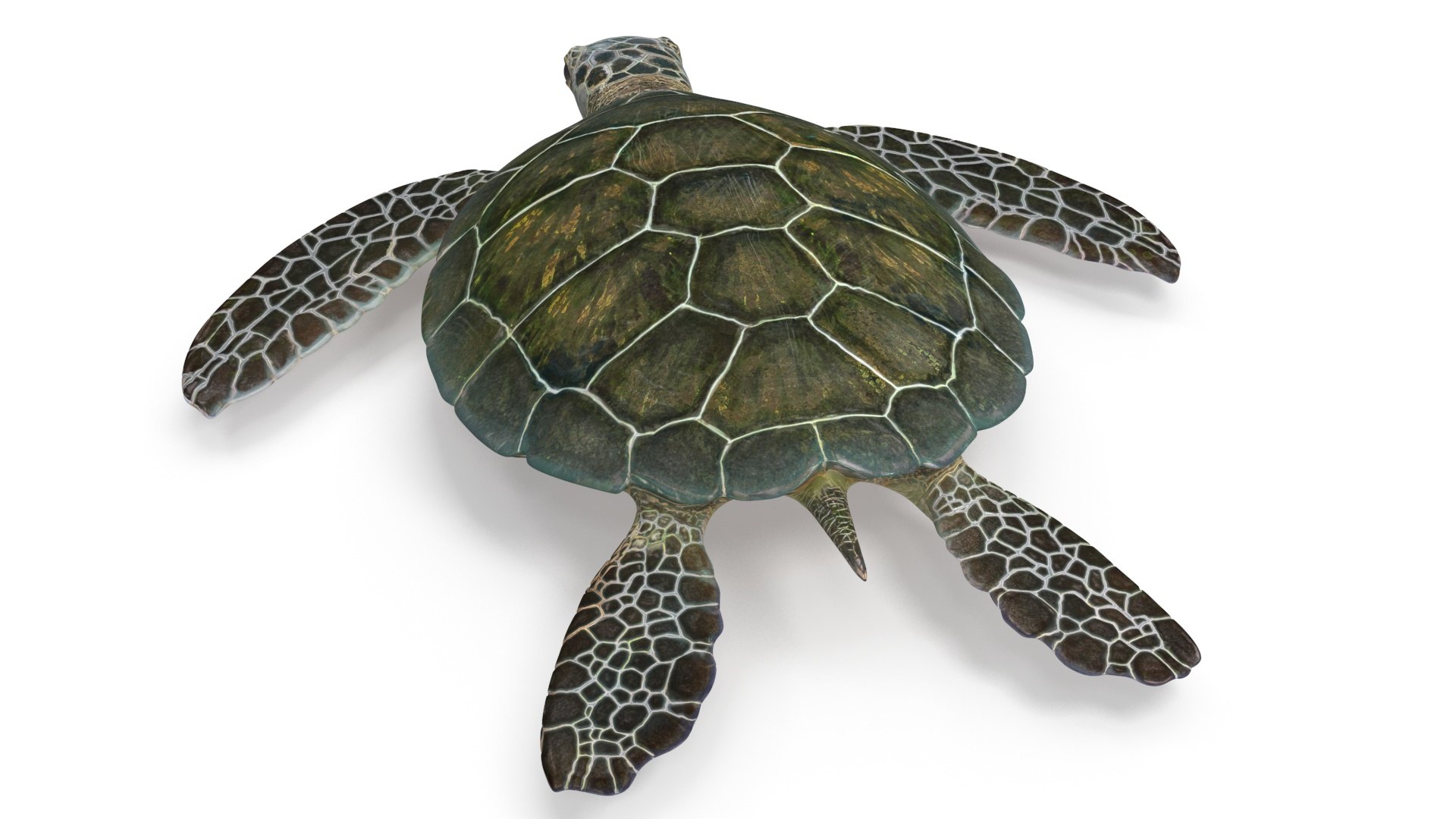 3D Sea Turtle With Baby Turtle Collection Model - TurboSquid 2298829