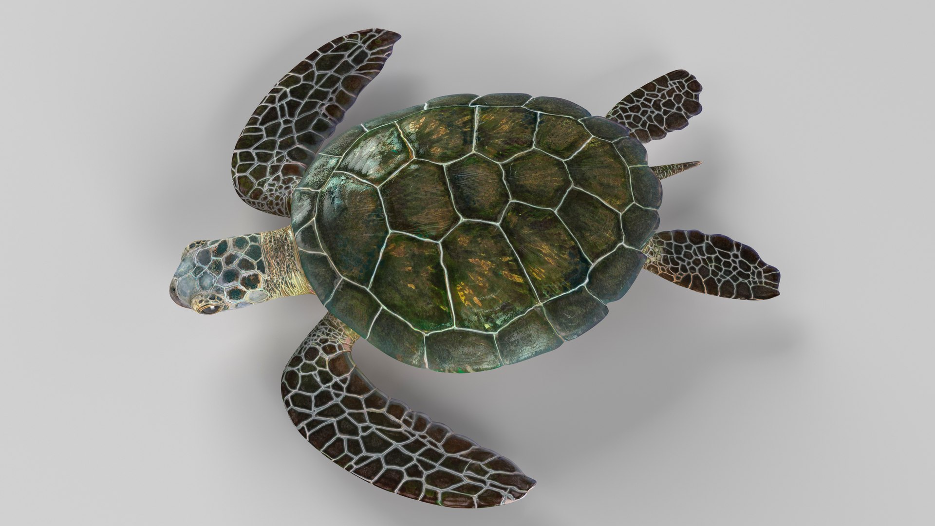 3D Sea Turtle With Baby Turtle Collection Model - TurboSquid 2298829