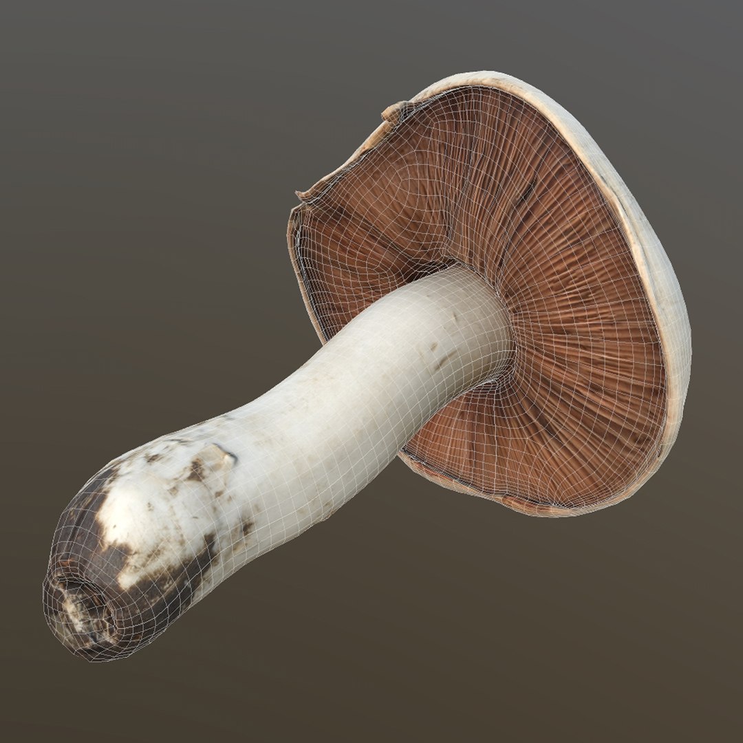 3D Mushroom Or Toadstool Model - TurboSquid 1971984