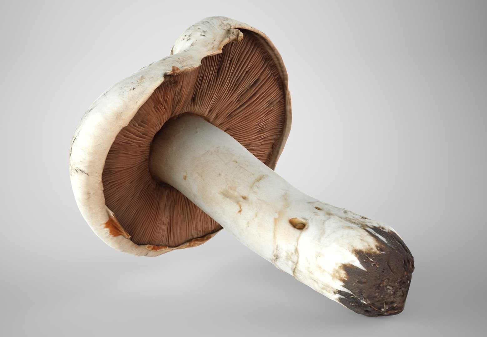 3D Mushroom Or Toadstool Model - TurboSquid 1971984