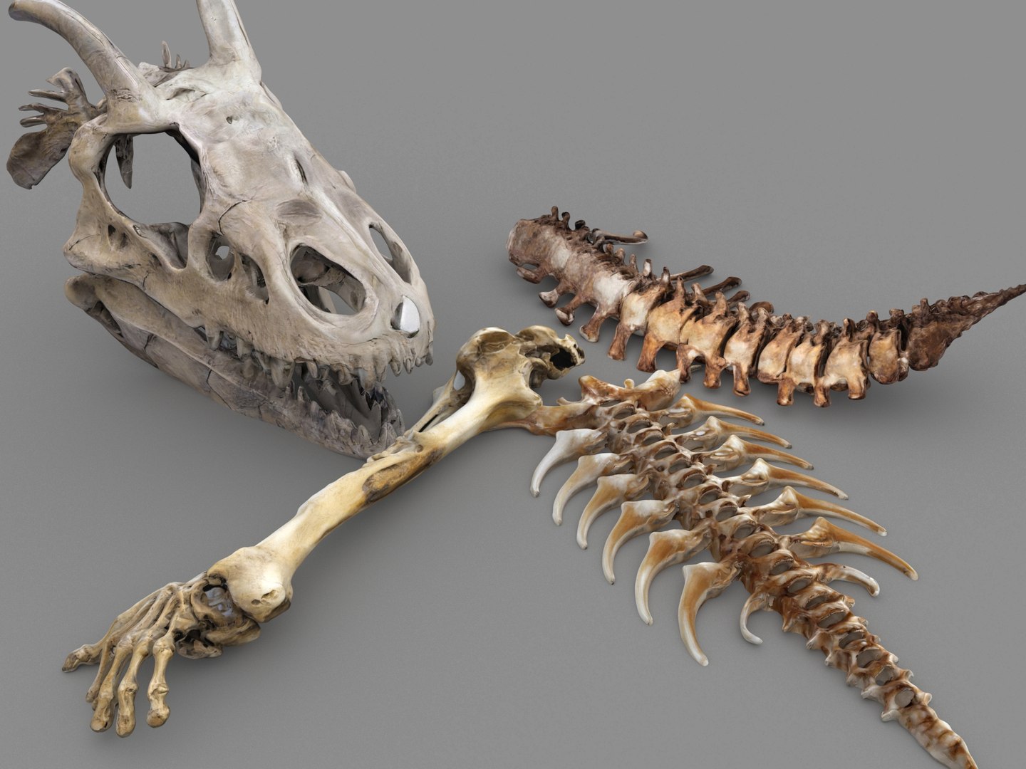 3D Prehistoric Bones - TurboSquid 2298297