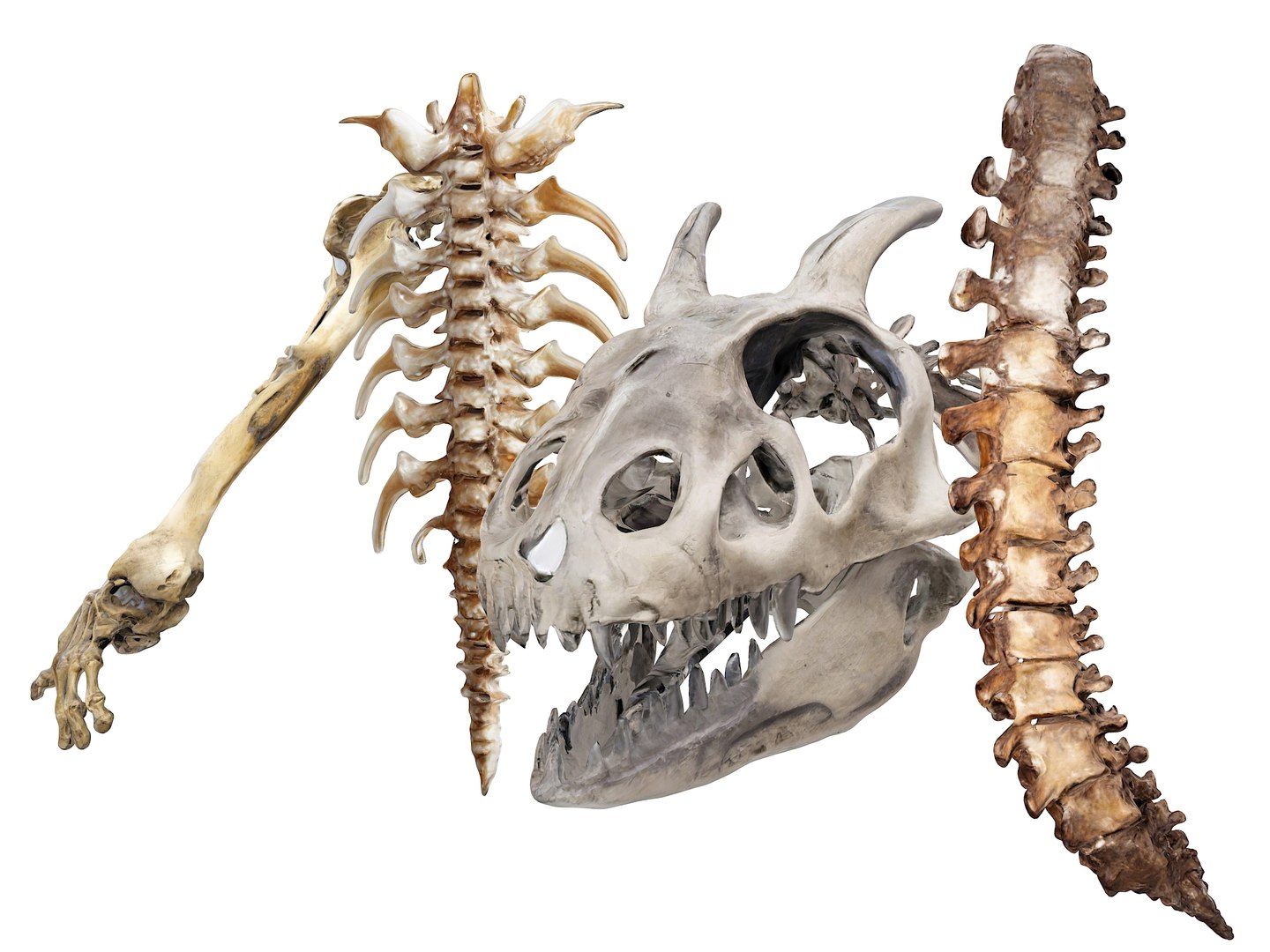 3D Prehistoric Bones - TurboSquid 2298297