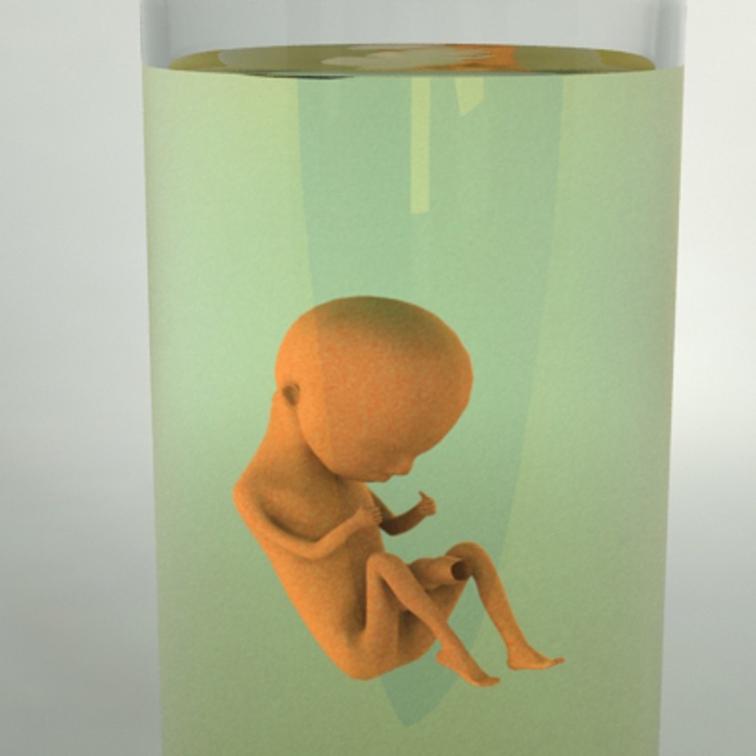 Human Embryo Max