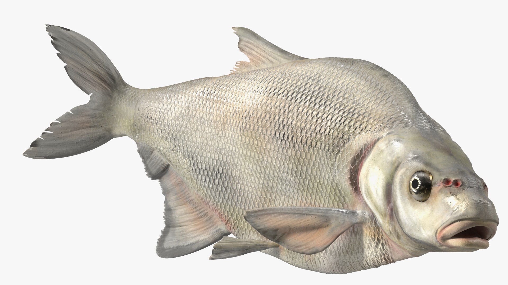 Silver Bream Fish Rigged 3D model - TurboSquid 2155412