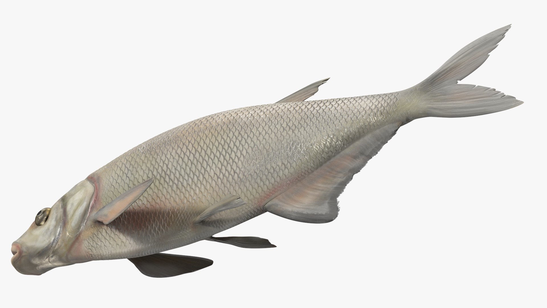Silver Bream Fish Rigged 3D Model - TurboSquid 2155412