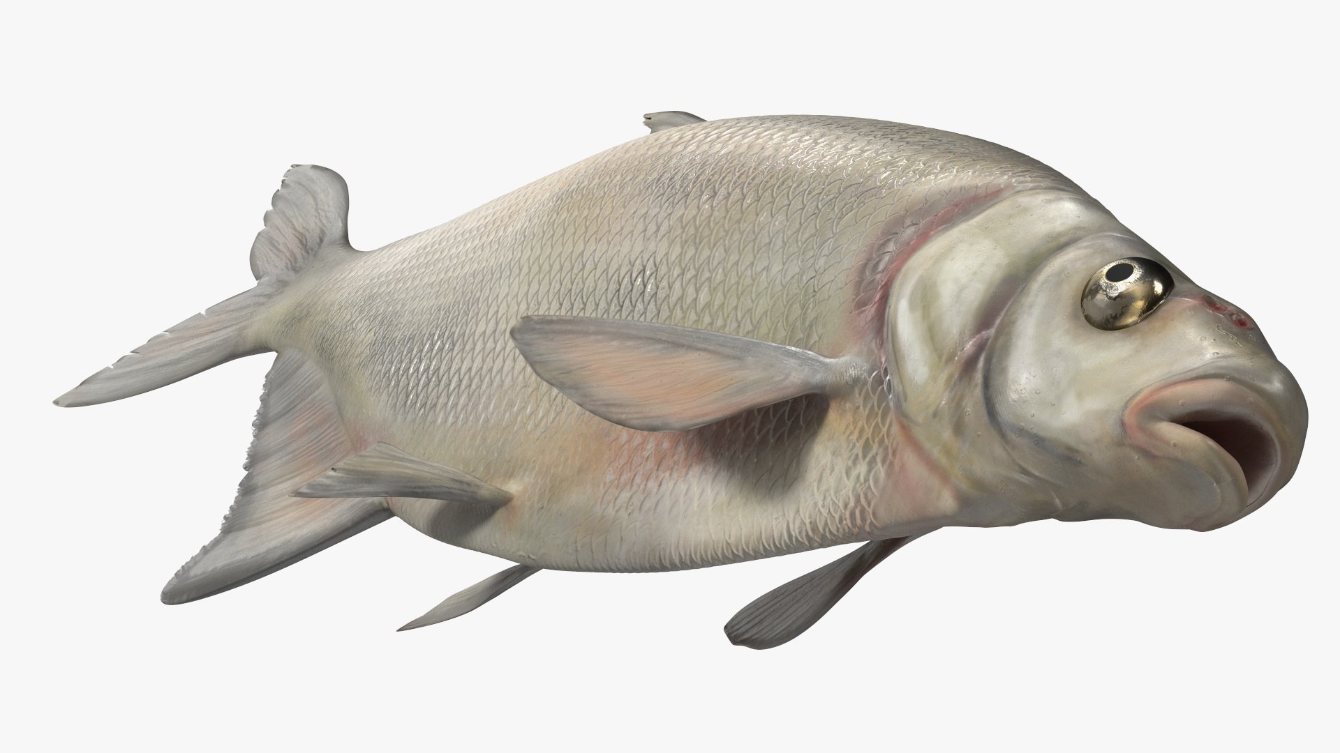 Silver Bream Fish Rigged 3D Model - TurboSquid 2155412