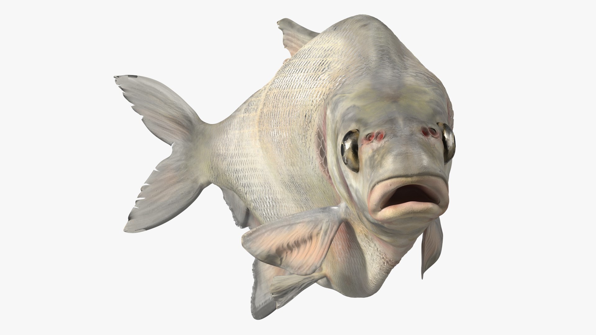 Silver Bream Fish Rigged 3D Model - TurboSquid 2155412