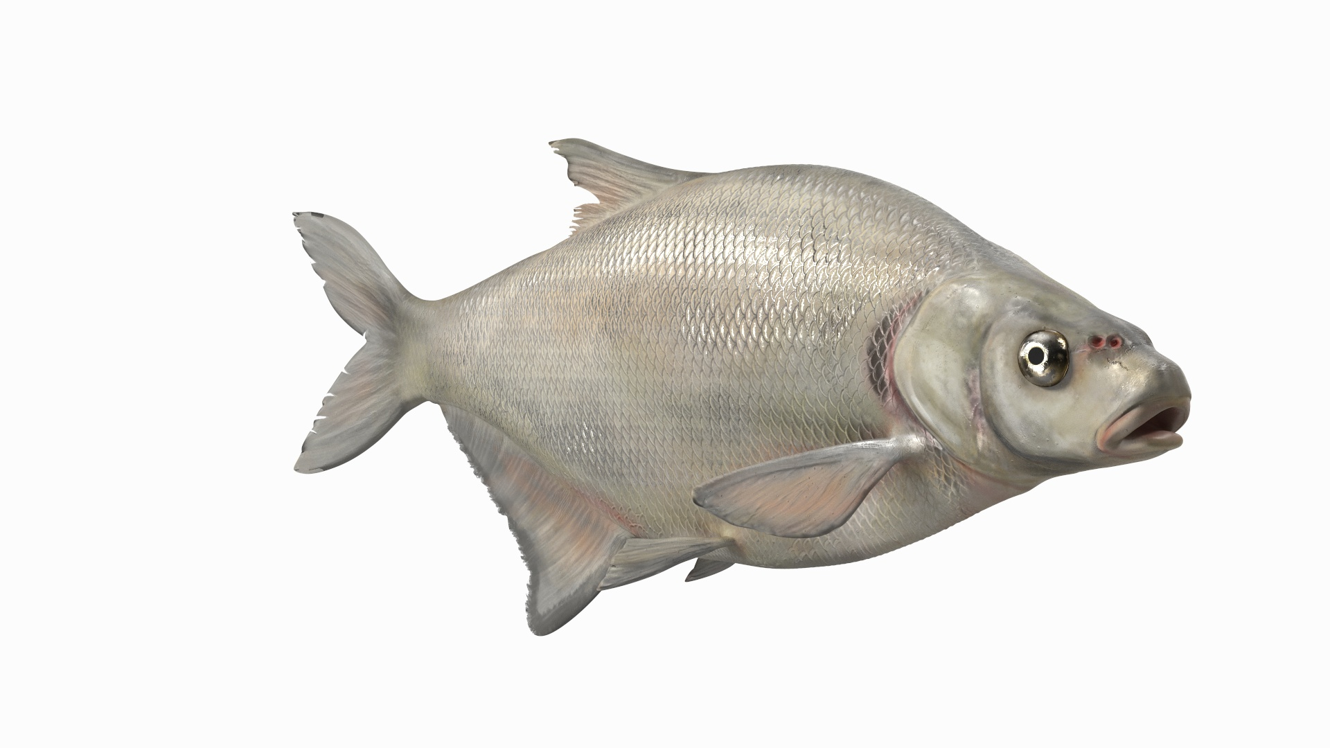 Silver Bream Fish Rigged 3D Model - TurboSquid 2155412