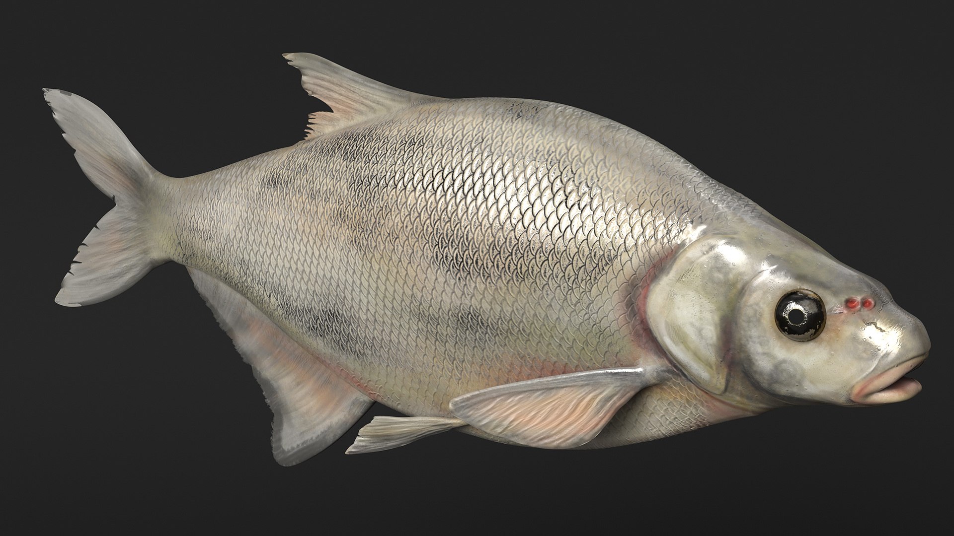 Silver Bream Fish Rigged 3D Model - TurboSquid 2155412