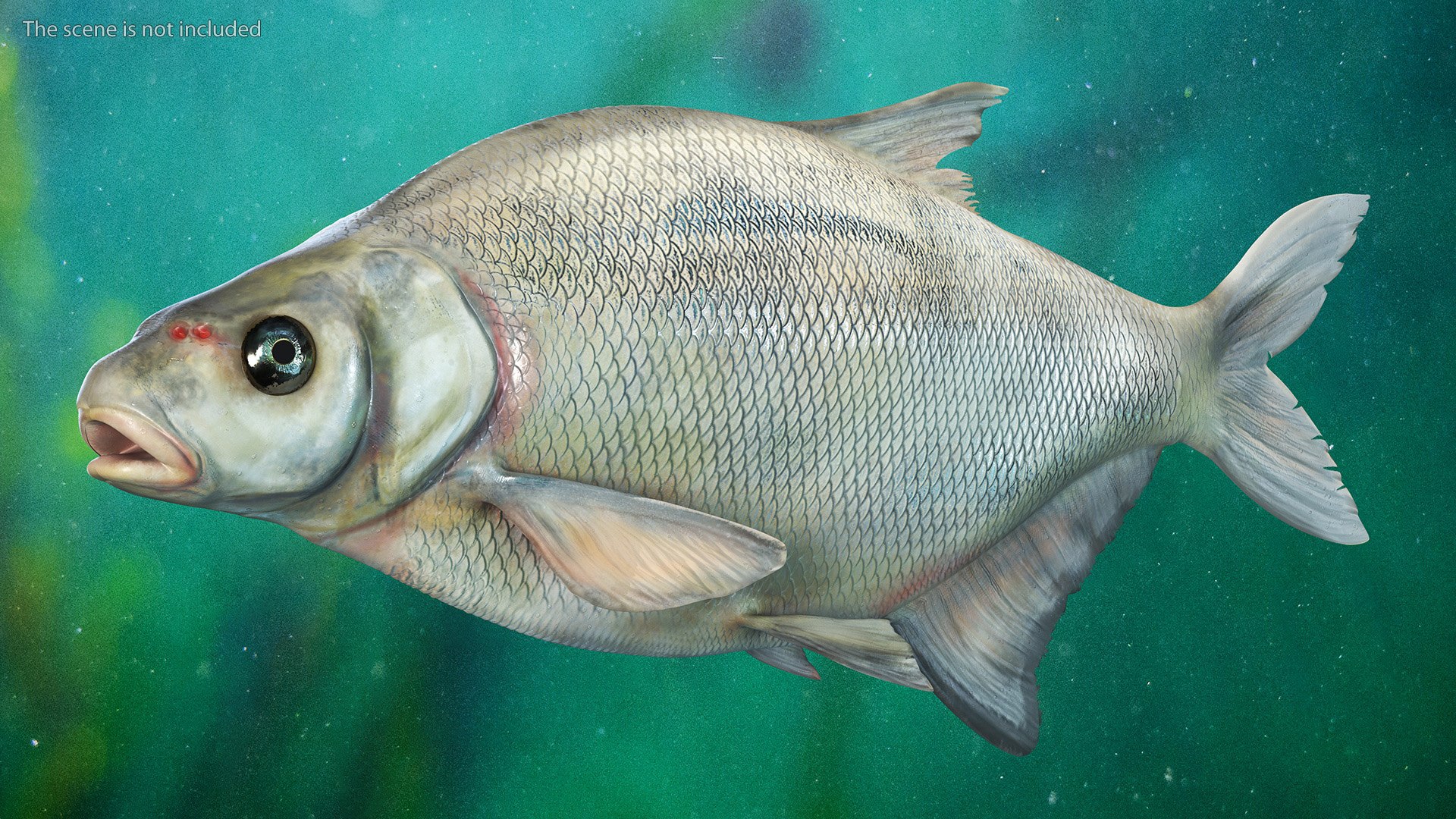 Silver Bream Fish Rigged 3D Model - TurboSquid 2155412