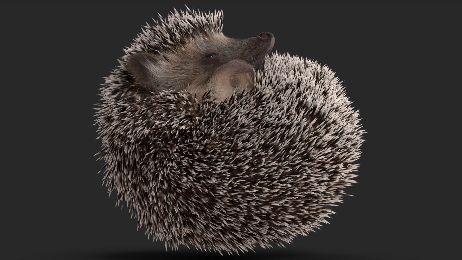 Hedgehogs Collection 3D model - TurboSquid 2096326