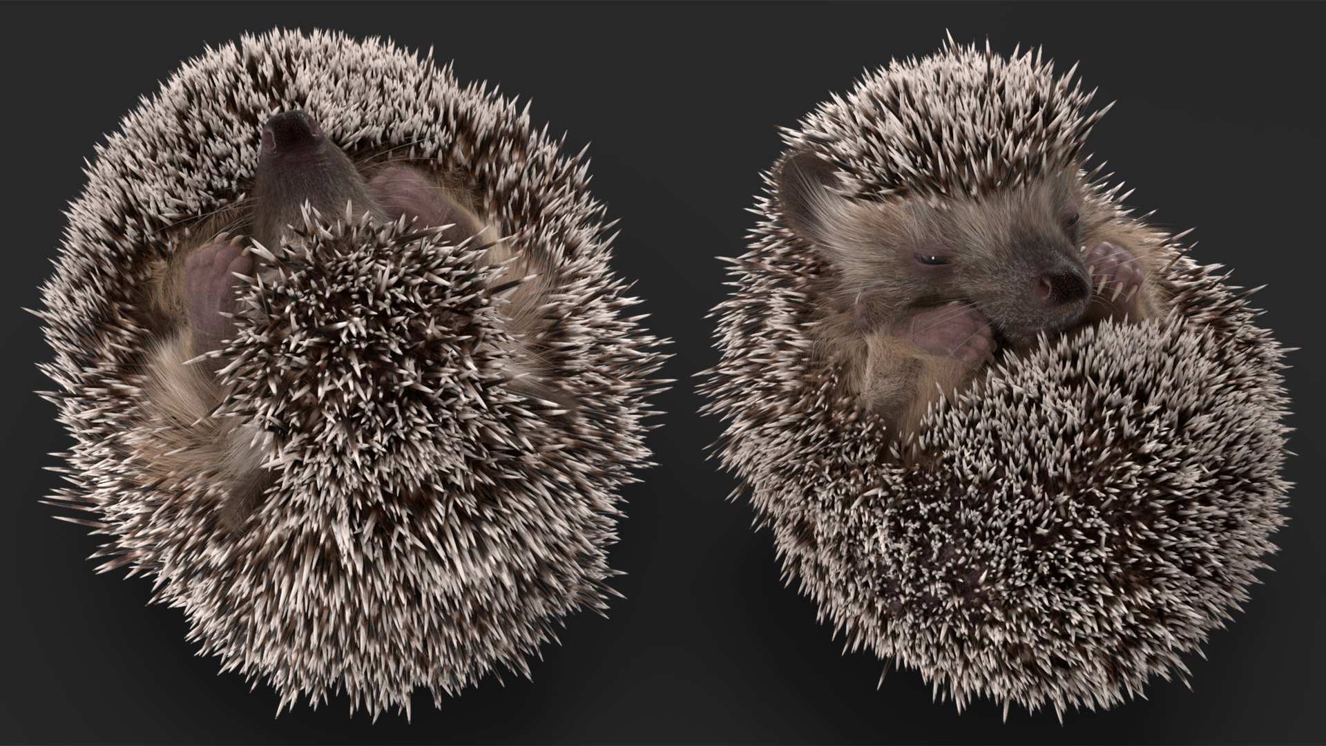 Hedgehogs Collection 3D model - TurboSquid 2096326
