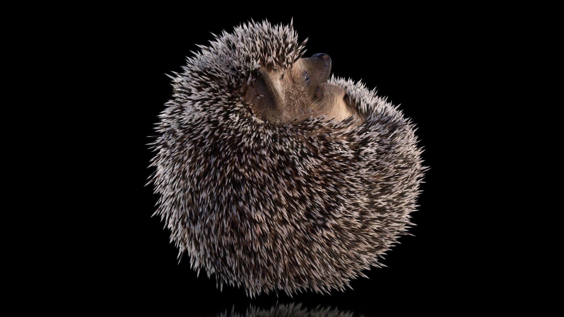 Hedgehogs Collection 3D model - TurboSquid 2096326