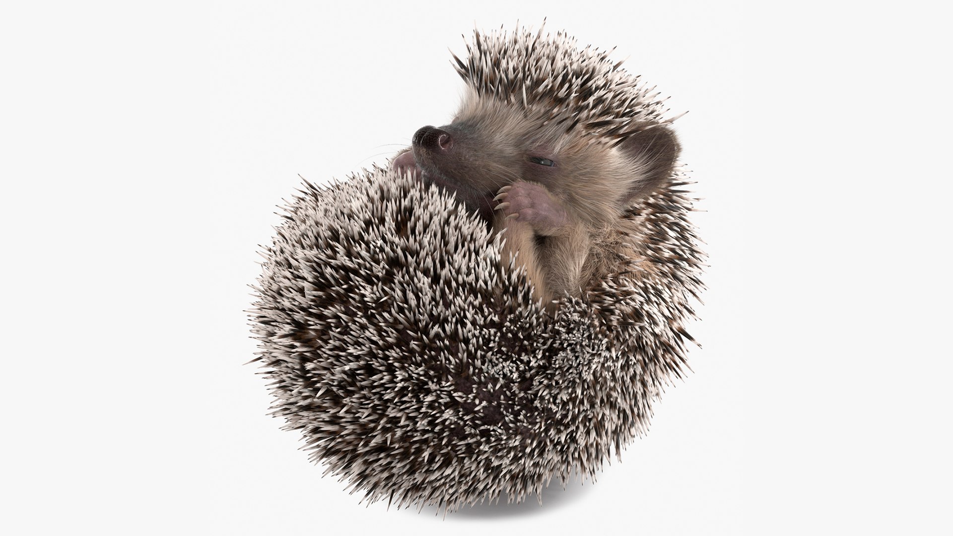 Hedgehogs Collection 3D model - TurboSquid 2096326