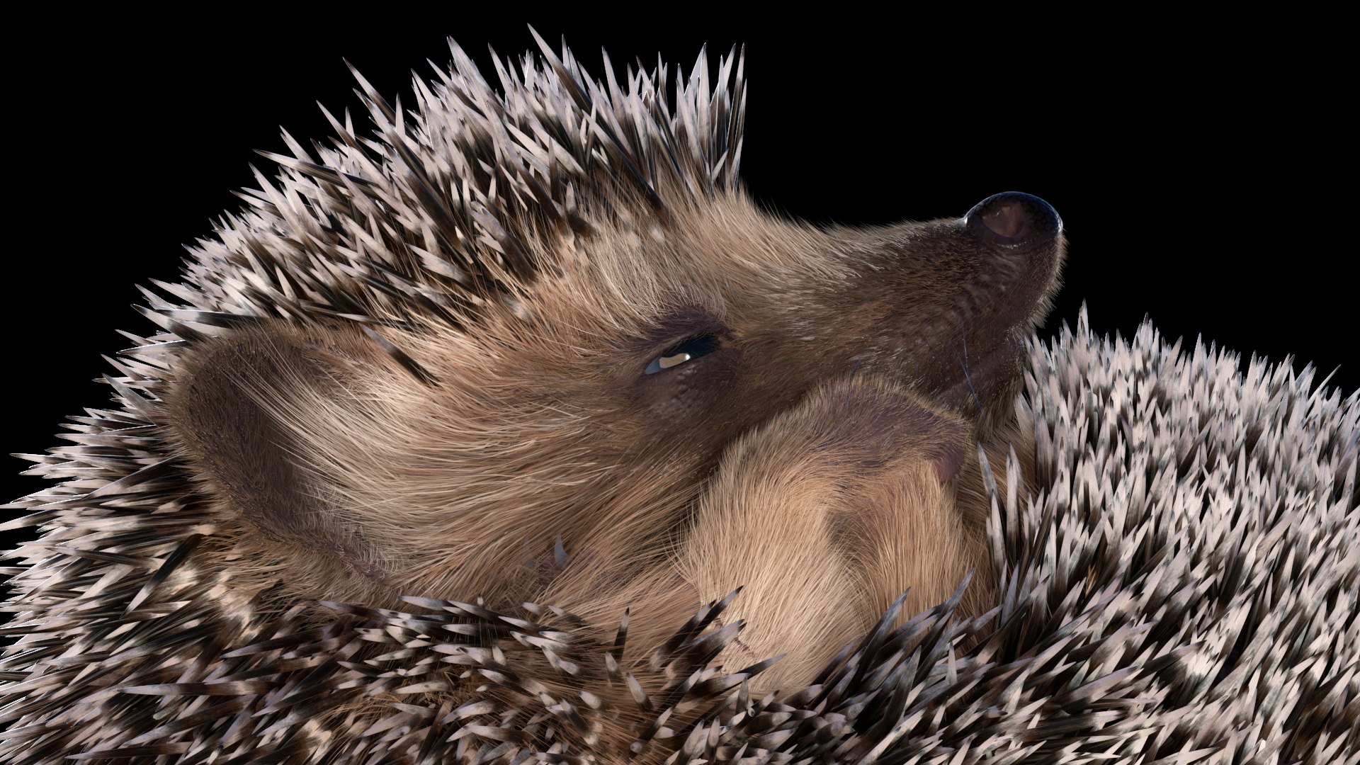 Hedgehogs Collection 3D model - TurboSquid 2096326