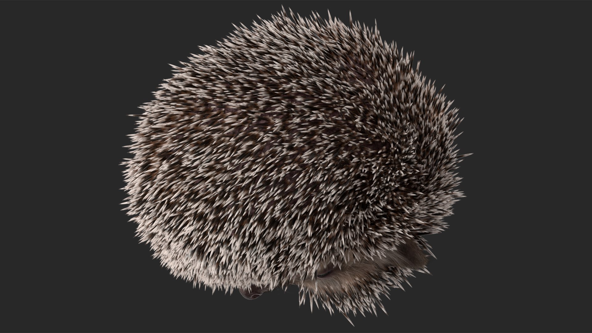 Hedgehogs Collection 3D model - TurboSquid 2096326
