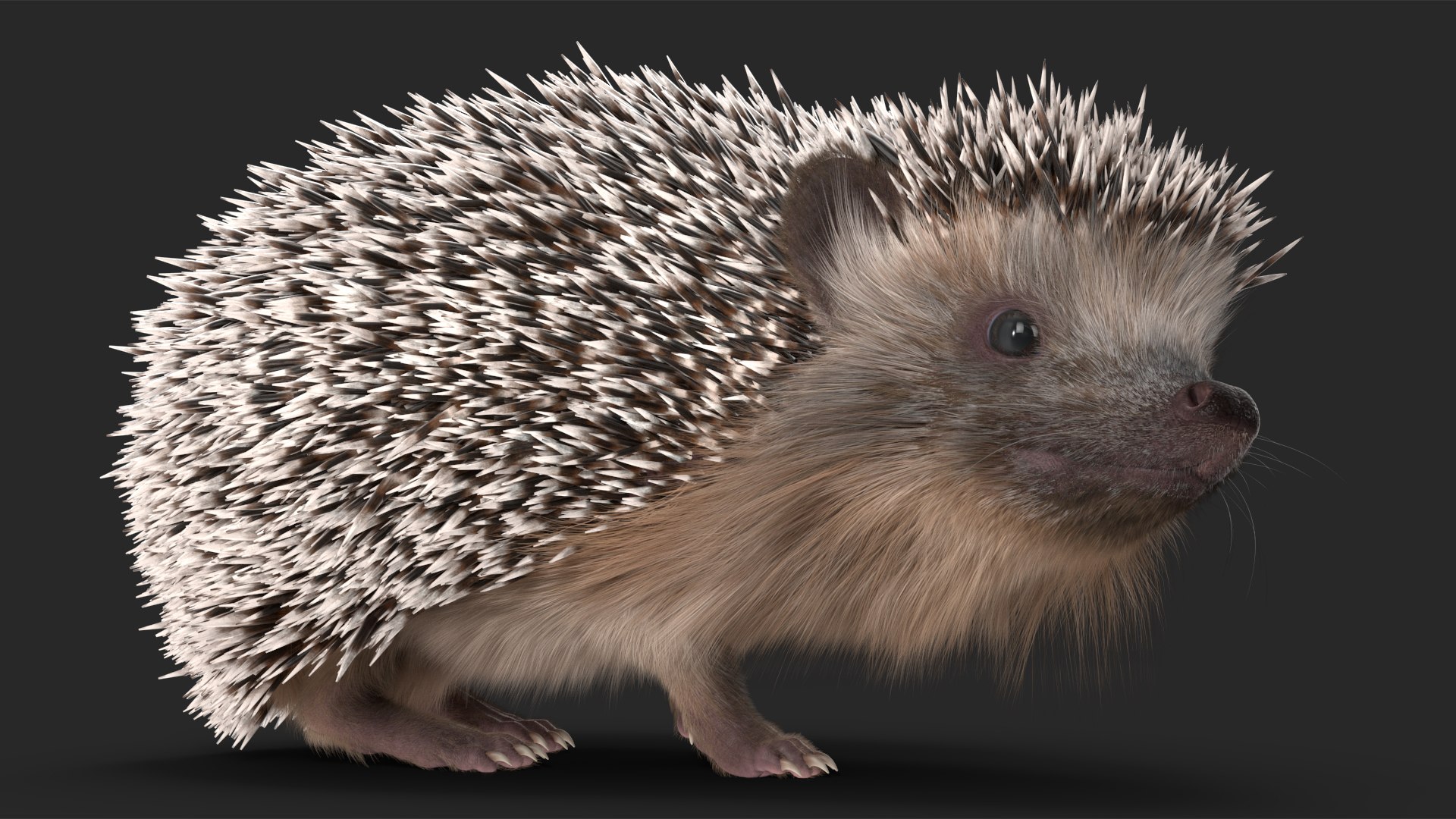 Hedgehogs Collection 3D model - TurboSquid 2096326