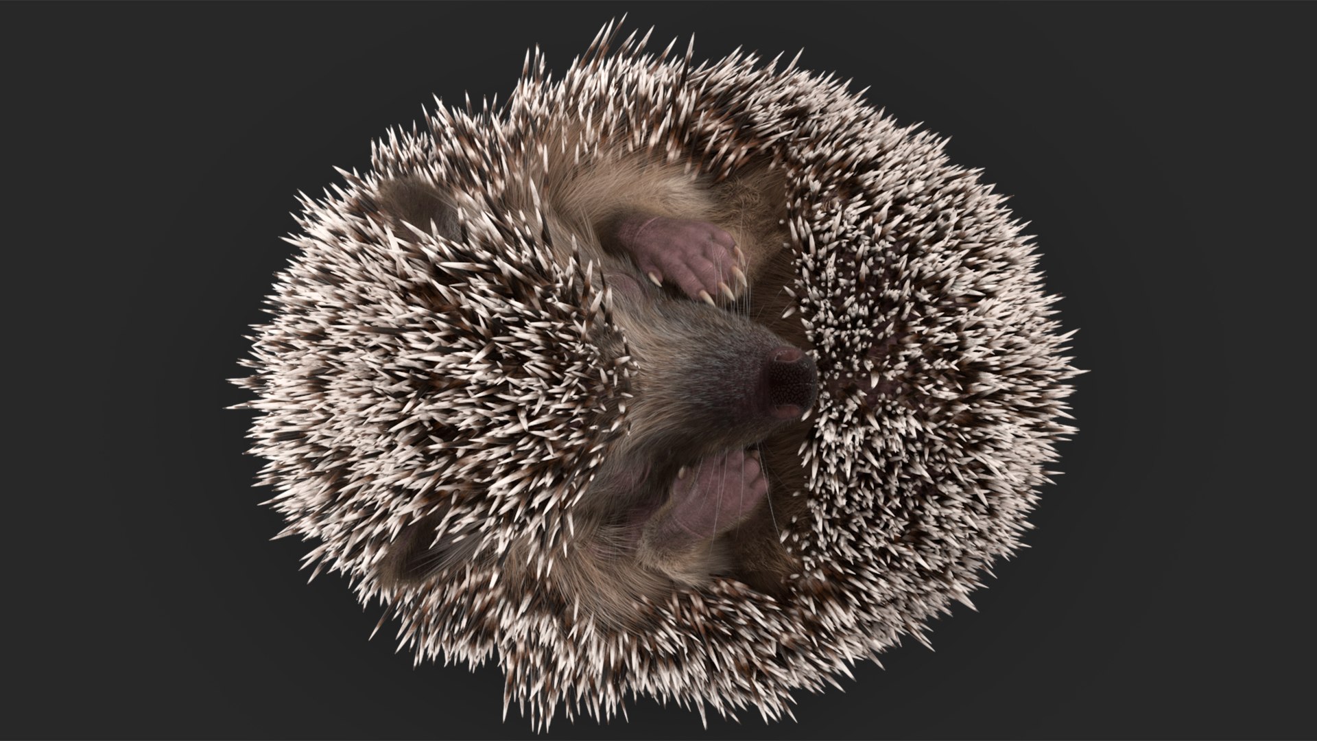 Hedgehogs Collection 3D model - TurboSquid 2096326