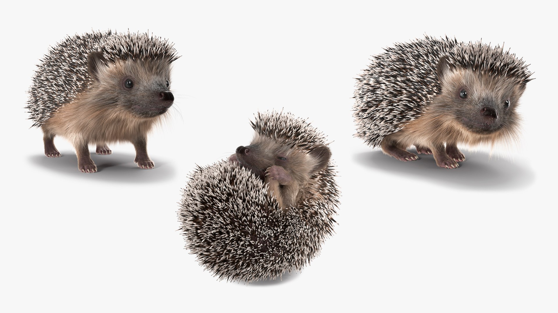 Hedgehogs Collection 3D model - TurboSquid 2096326