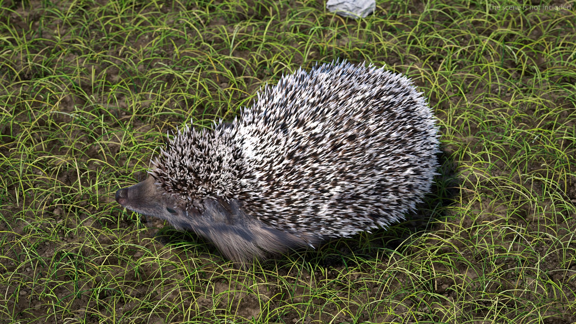 Hedgehogs Collection 3D model - TurboSquid 2096326