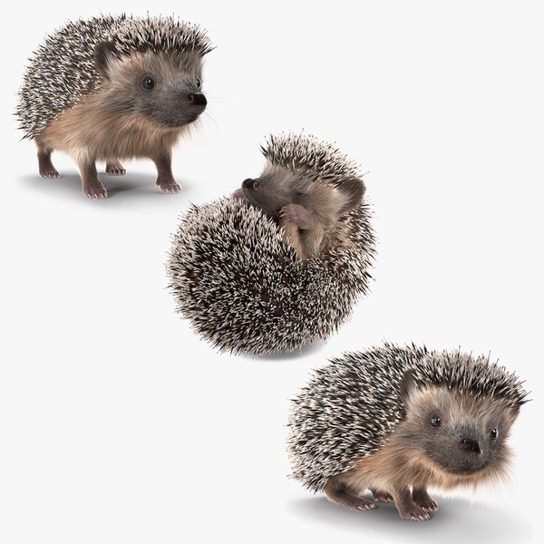Free 3D Hedgehog Models | TurboSquid
