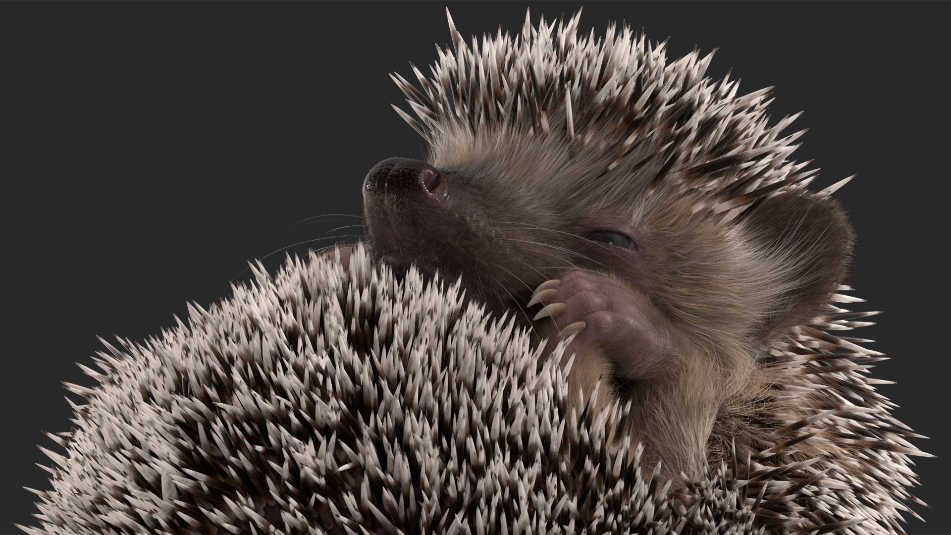 Hedgehogs Collection 3D model - TurboSquid 2096326