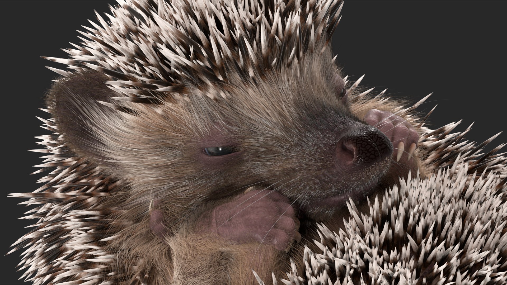 Hedgehogs Collection 3D model - TurboSquid 2096326