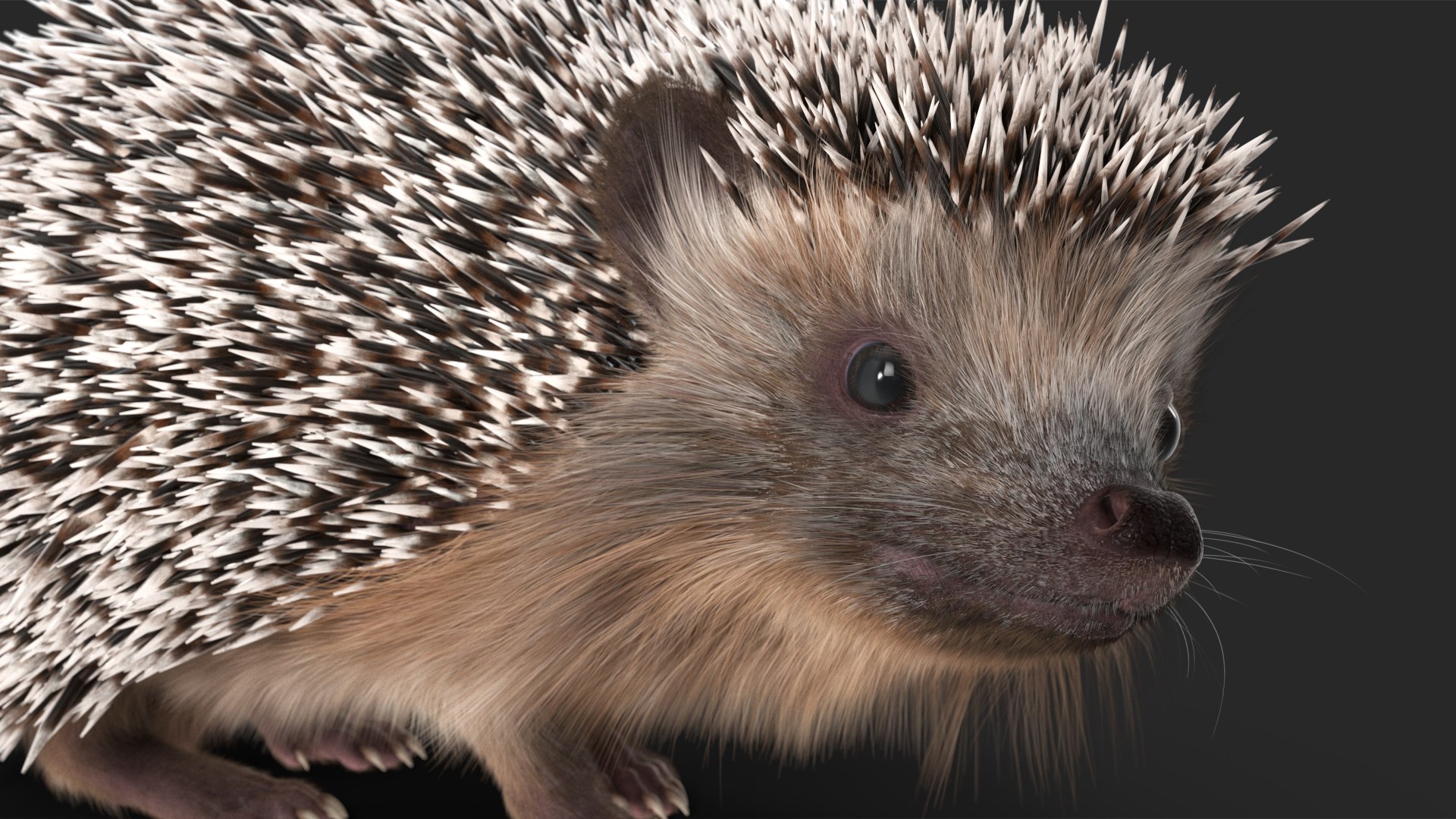 Hedgehogs Collection 3D model - TurboSquid 2096326