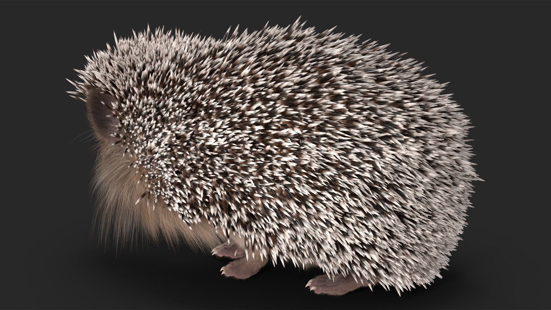 Hedgehogs Collection 3D model - TurboSquid 2096326