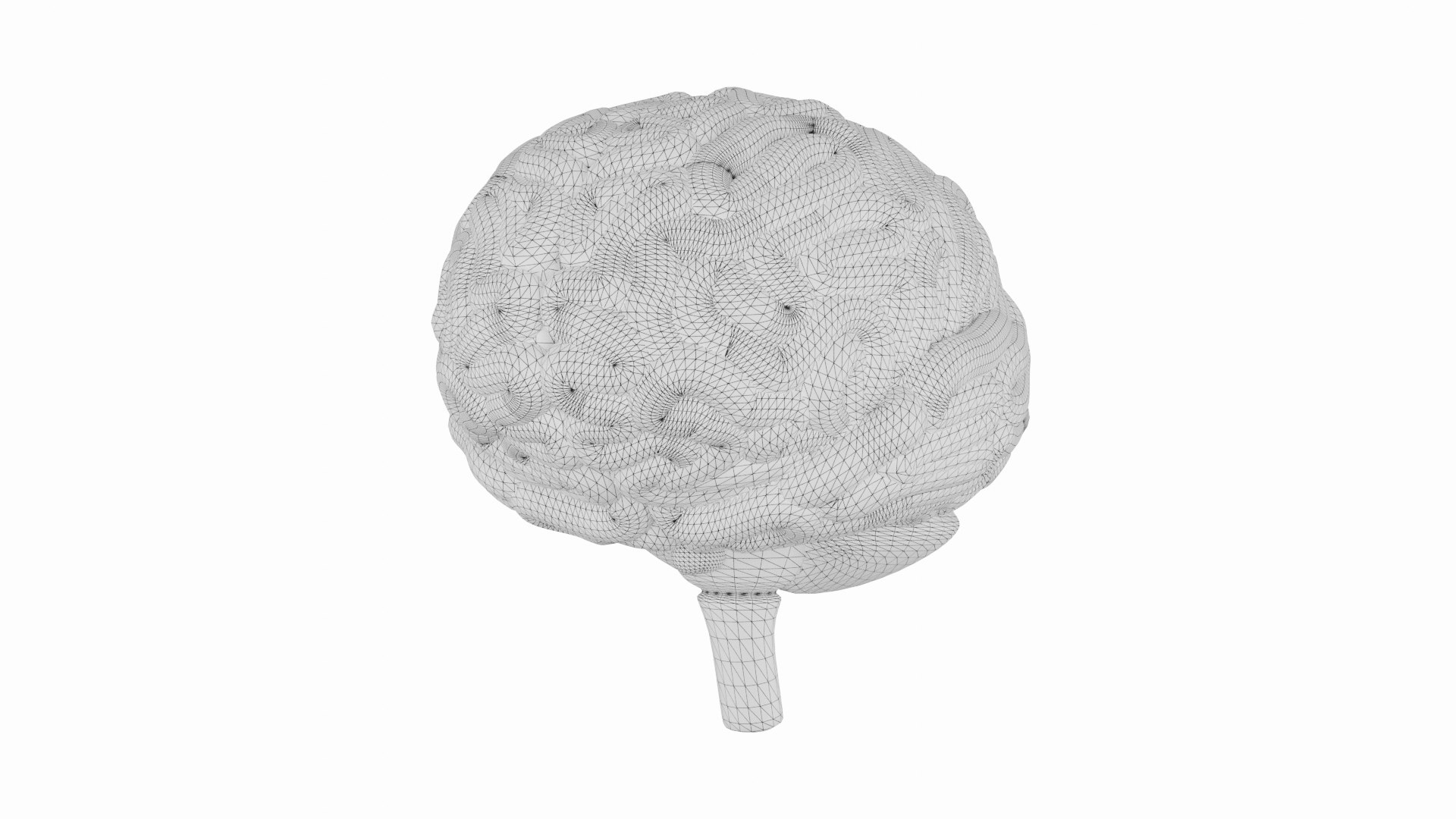 3d Human Brain 3d Model Realistic Human Brain Anatomy Model