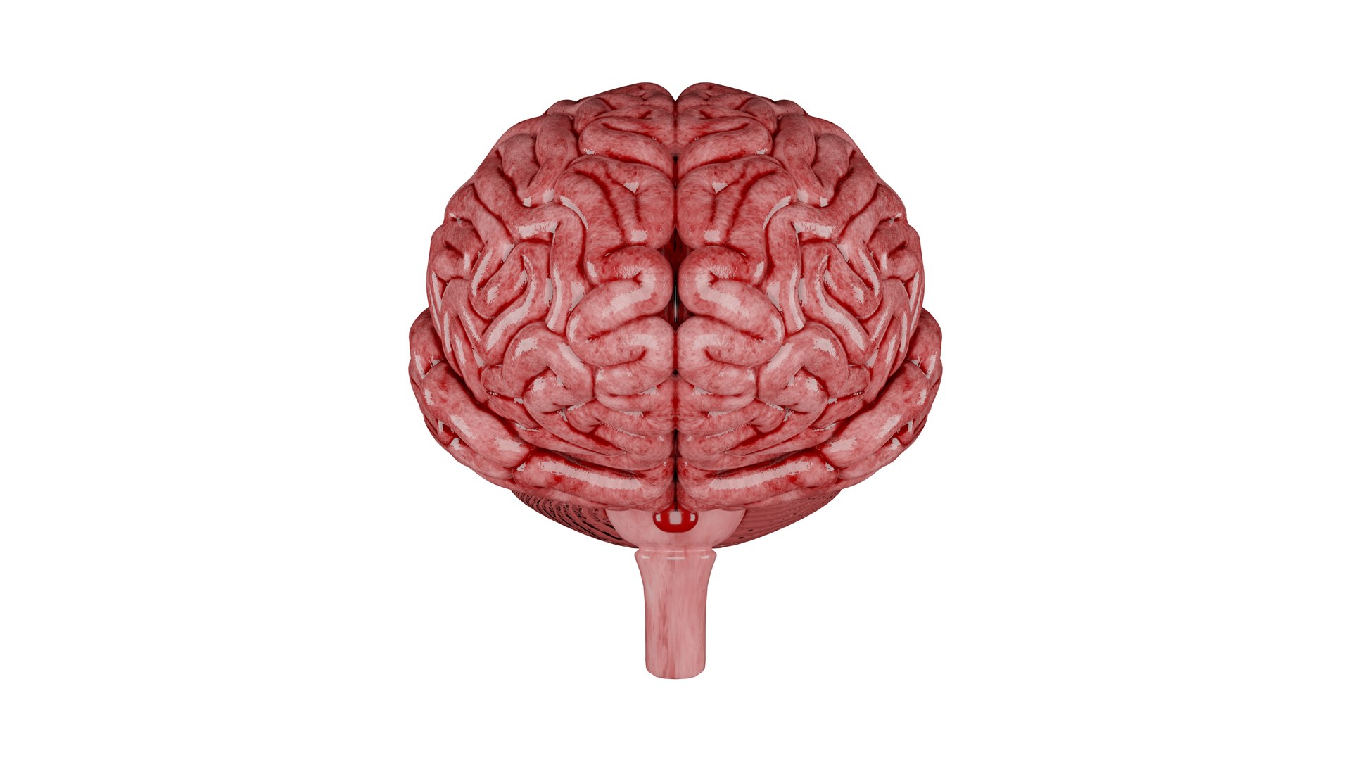 3D Human Brain 3D Model - Realistic Human Brain Anatomy Model ...
