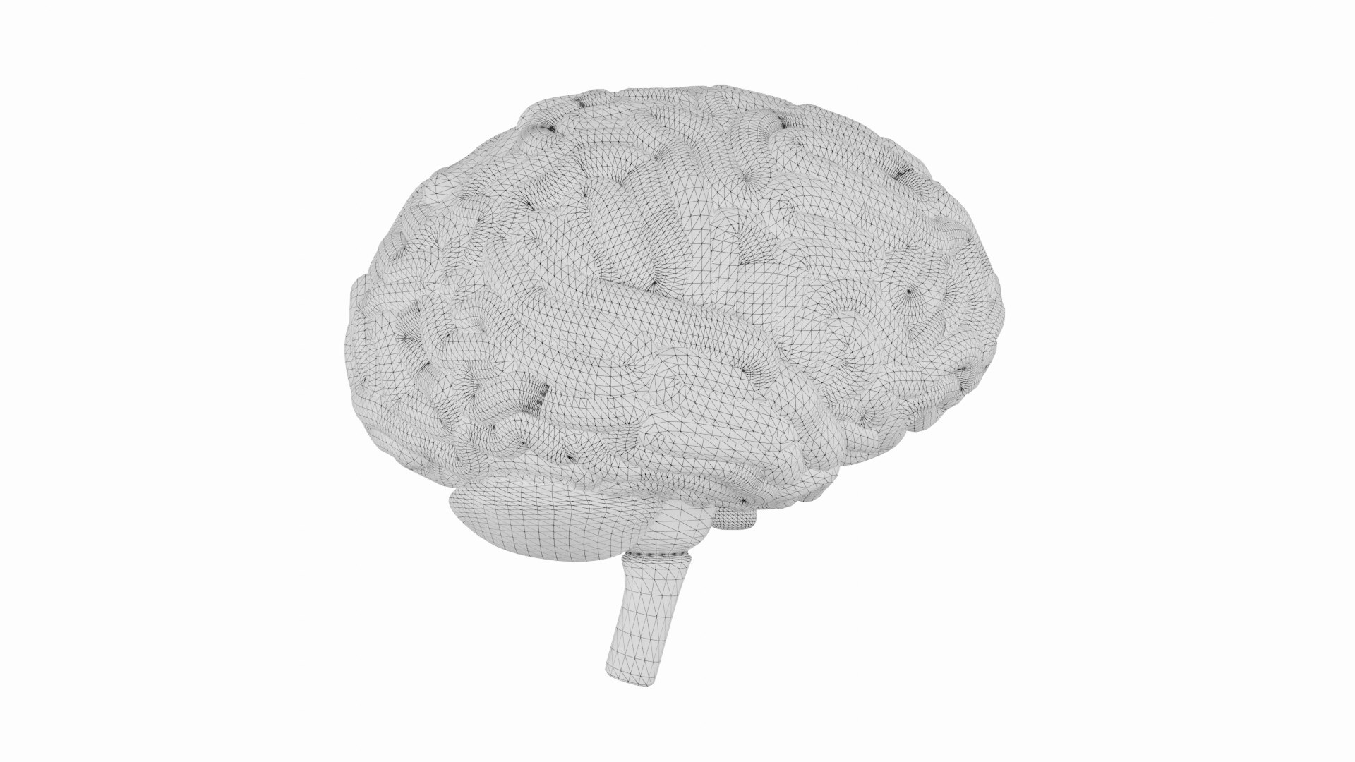 3D Human Brain 3D Model - Realistic Human Brain Anatomy Model ...